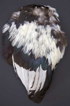 Just in! | Fly Tying Feathers | Classic Salmon Fly Tying Materials